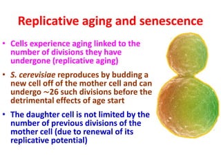 Cellular ageing | PPTX