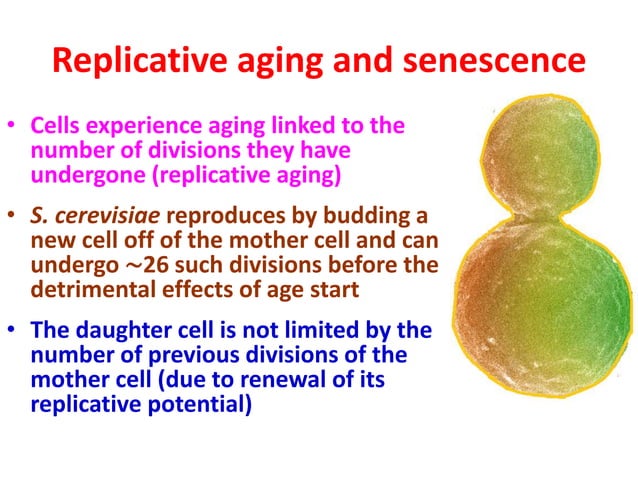 Cellular ageing | PPTX | Genetics | Science