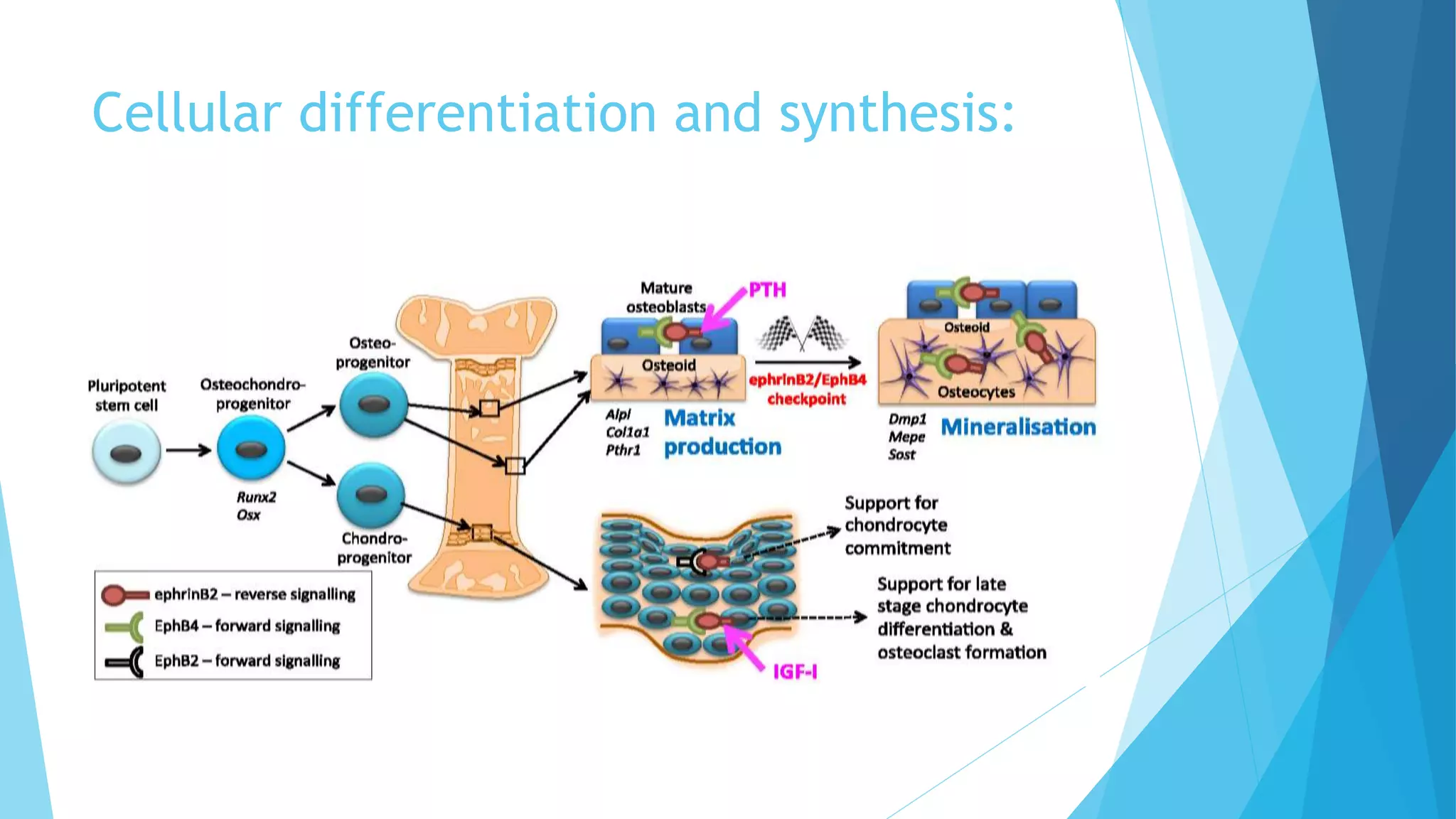 Cellular and acellular components of bone | PPTX