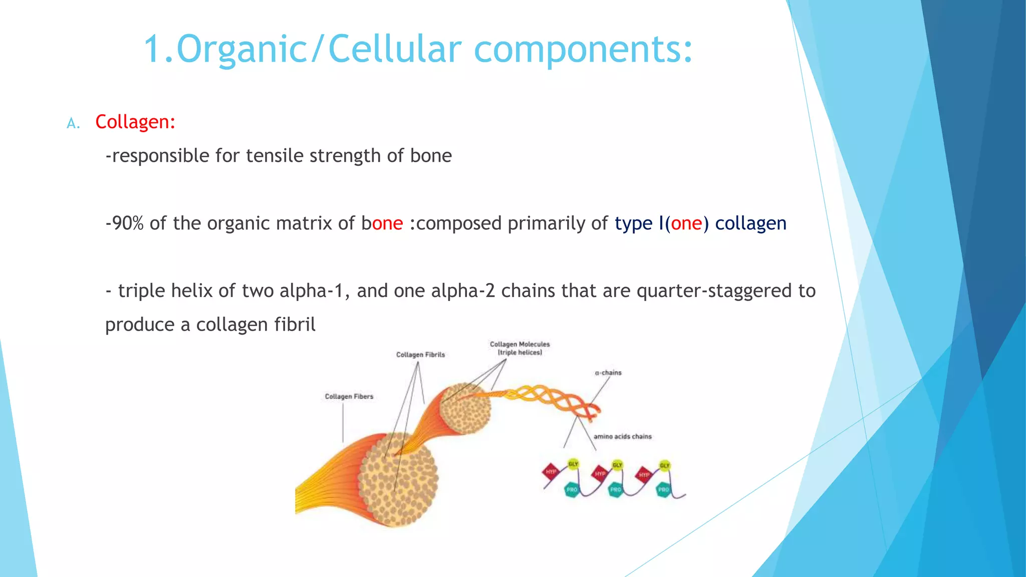 Cellular and acellular components of bone | PPTX