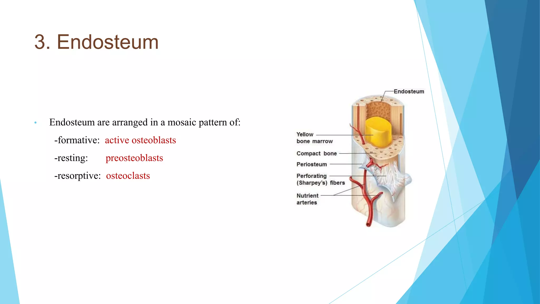 Cellular and acellular components of bone | PPTX
