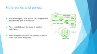 Cellular and acellular components of bone | PPT