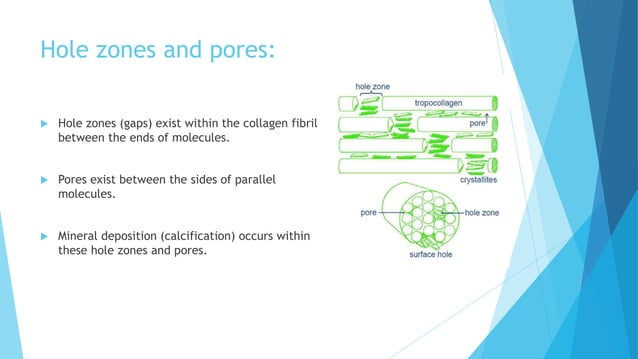 Cellular and acellular components of bone | PPT