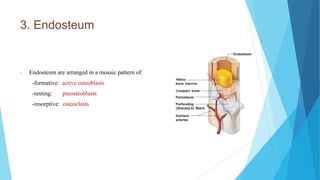 Cellular and acellular components of bone | PPTX