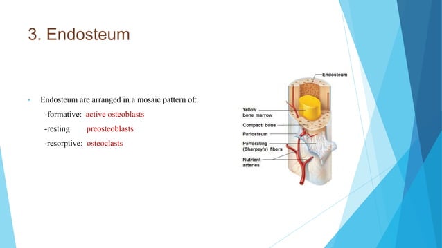 Cellular and acellular components of bone | PPT