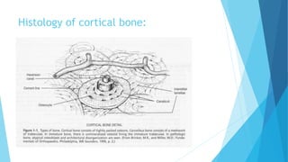 Cellular and acellular components of bone | PPTX