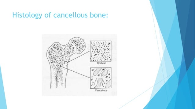 Cellular and acellular components of bone | PPT