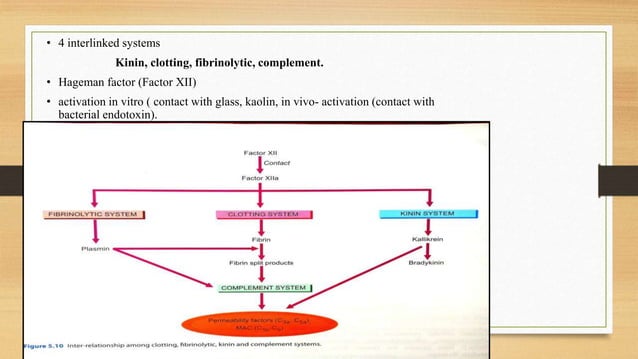 Cellular and Biochemical mediators of Inflammation and Immune.pptx | Blood Disorders | Diseases ...