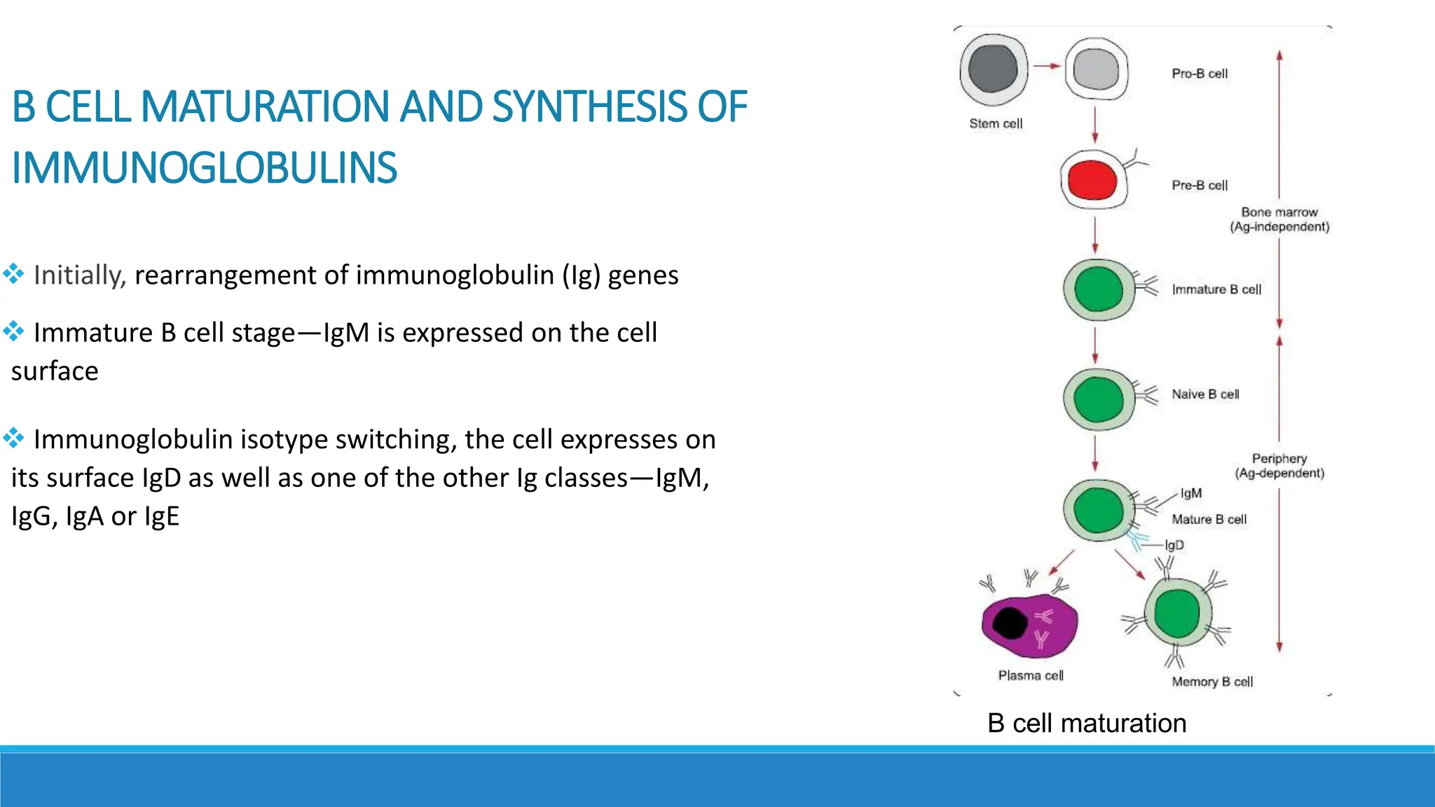 cellular and humoral components of immune System.vinu.pptx