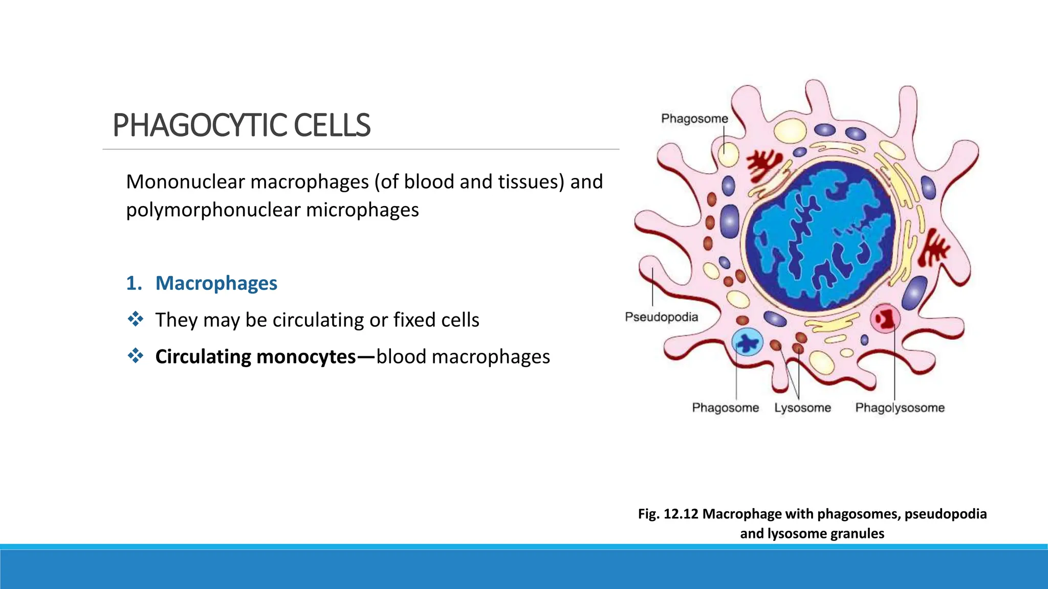 cellular and humoral components of immune System.vinu.pptx
