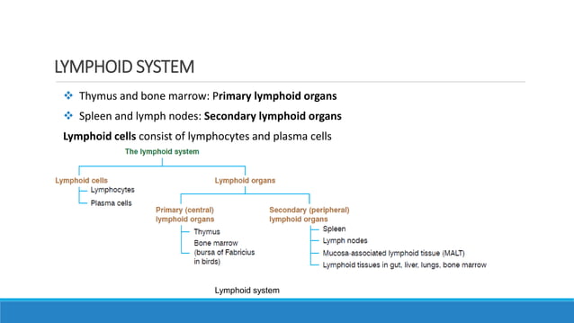 cellular and humoral components of immune System.vinu.pptx | Biological ...