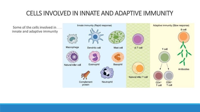 cellular and humoral components of immune System.vinu.pptx | Biological ...