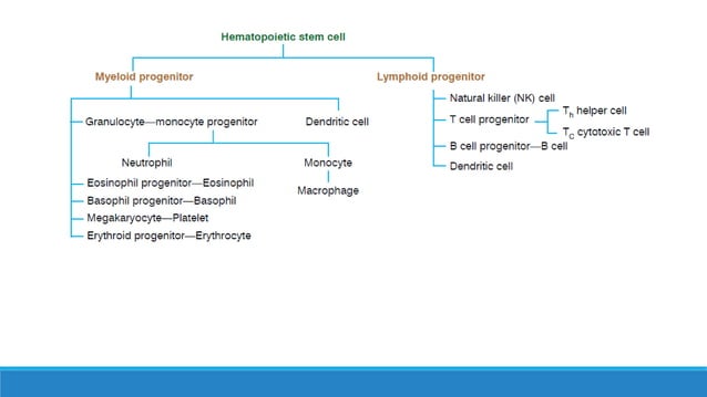 cellular and humoral components of immune System.vinu.pptx | Biological ...