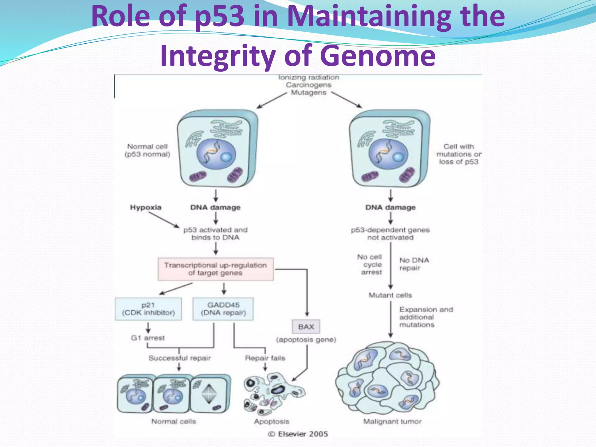 Cellular and molecular basis pathogenesis of cancer | PPTX