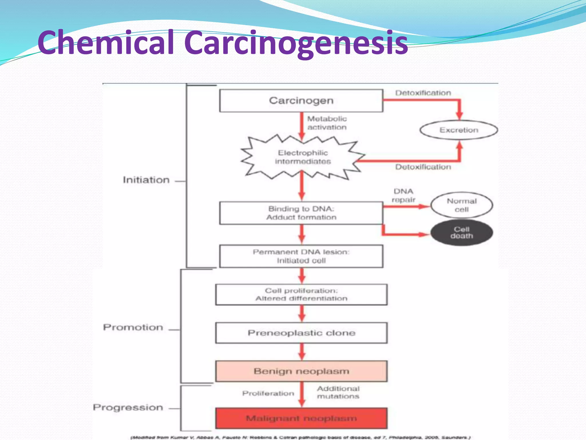 Cellular and molecular basis pathogenesis of cancer | PPTX