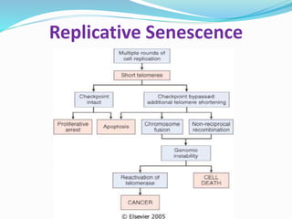 Cellular and molecular basis pathogenesis of cancer | PPTX