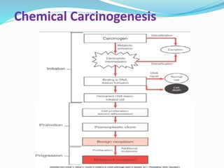 Cellular and molecular basis pathogenesis of cancer | PPTX
