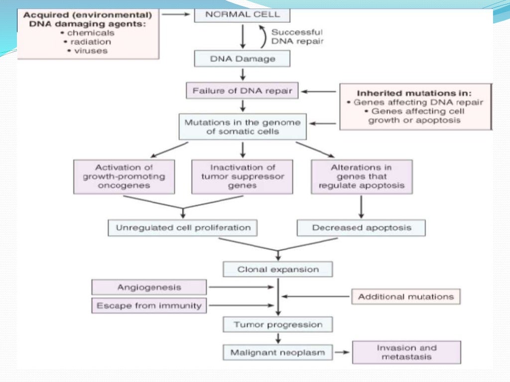 Cellular and molecular basis pathogenesis of cancer