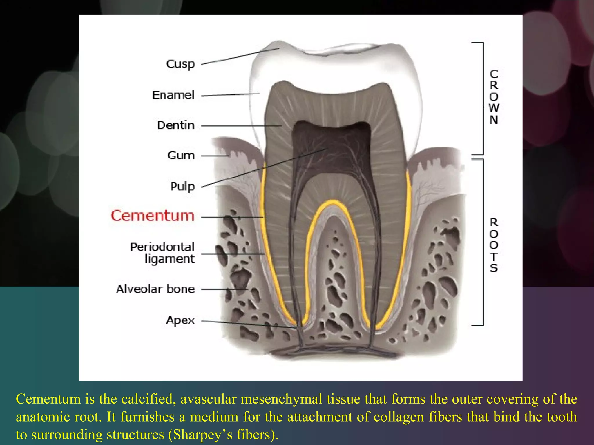 Cellular and molecular biology of cementum | PPT
