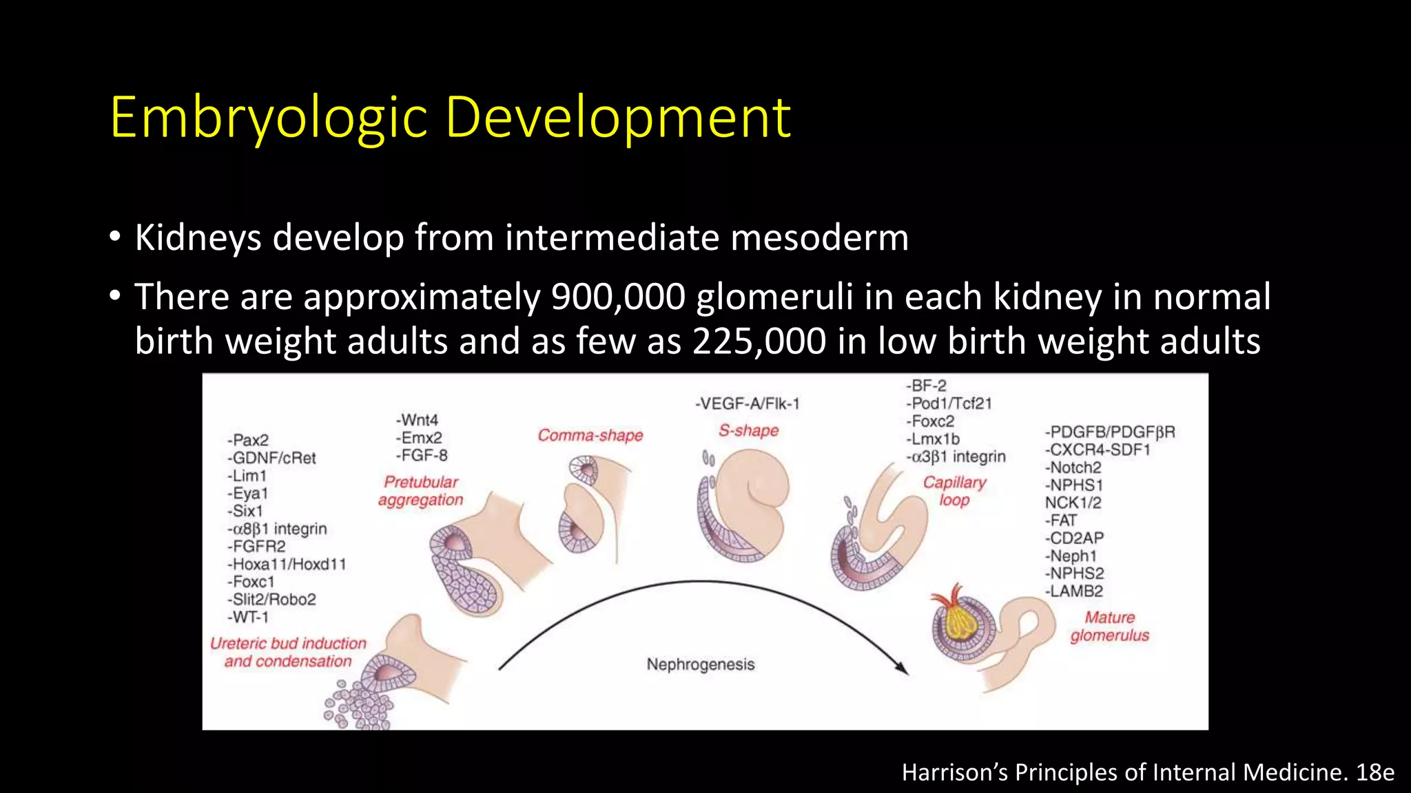 Cellular and molecular biology of the kidney | PPTX