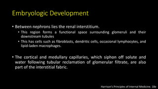 Cellular and molecular biology of the kidney | PPTX