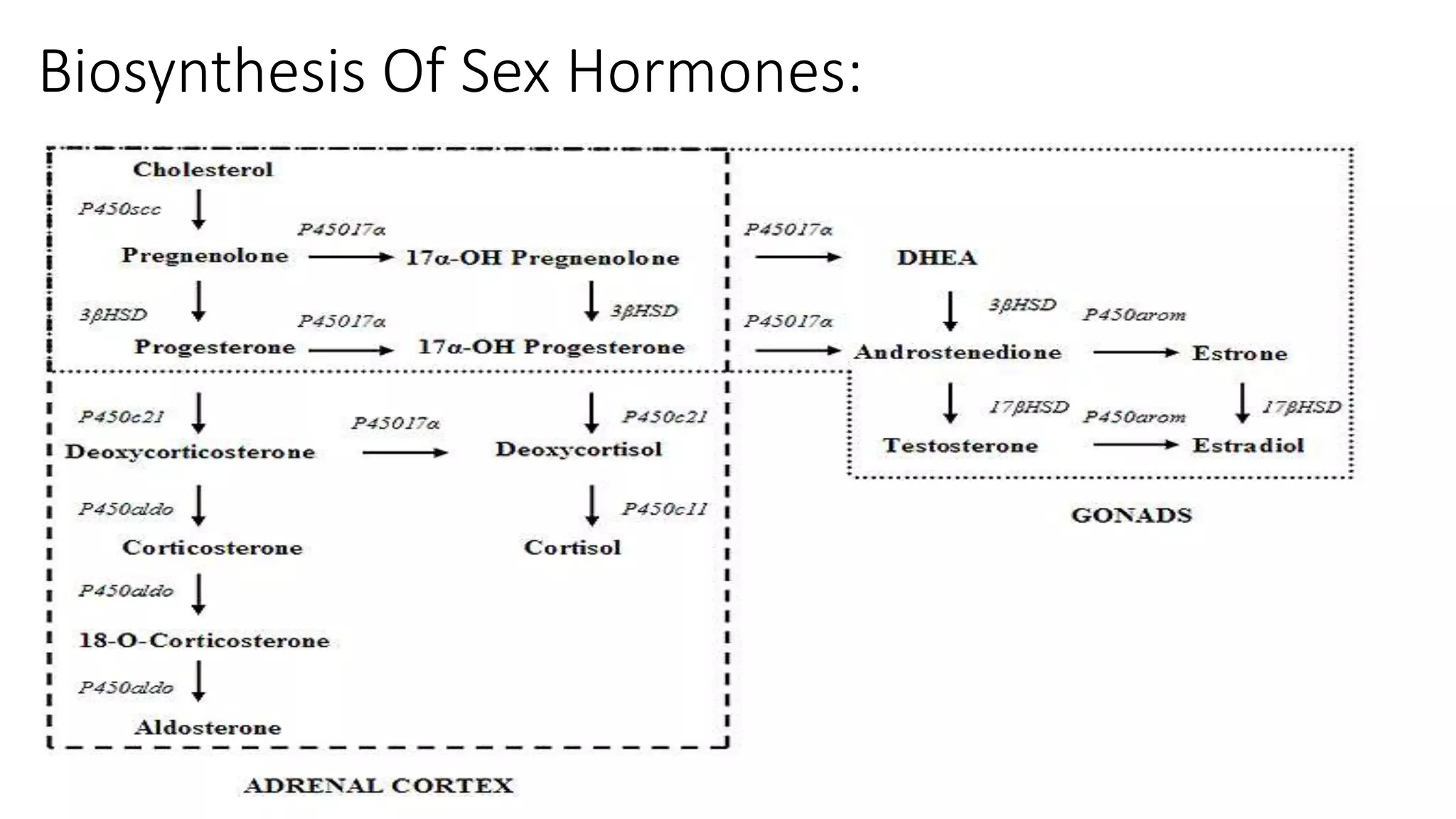 PPT on Cellular and molecular mechanism of sex hormones | PPTX