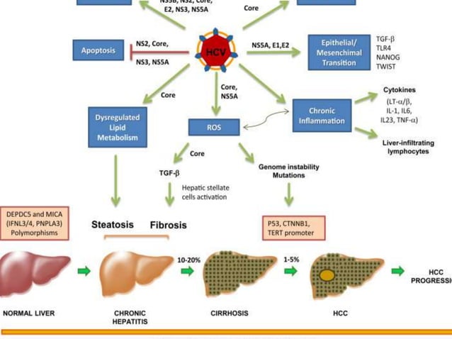 Cellular and molecular mechanisms of liver injury | PPTX | Endocrine ...
