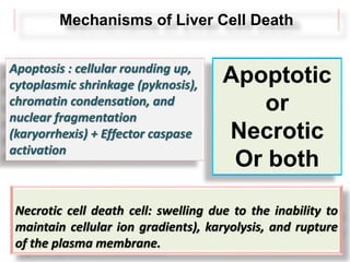 Cellular and molecular mechanisms of liver injury | PPTX