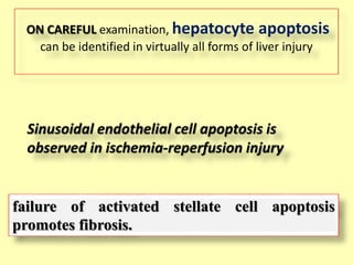 Cellular and molecular mechanisms of liver injury | PPTX