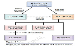 Bio 134 Pathology: Cellular basis of disease | PDF