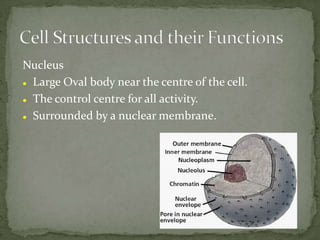 Cellular basis of life | PPTX