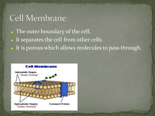 Cellular basis of life | PPTX