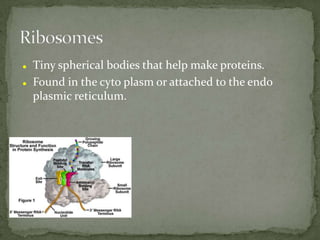 Cellular basis of life | PPTX
