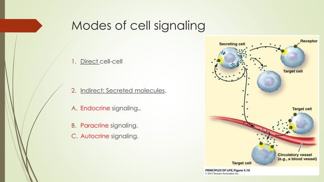 Cellular communication in multicellular organisms | PPTX | Biological ...