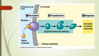 Cellular communication in multicellular organisms | PPTX