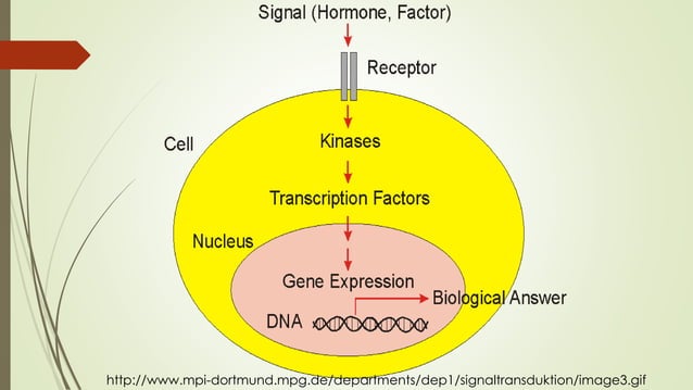Cellular communication in multicellular organisms | PPTX | Biological ...