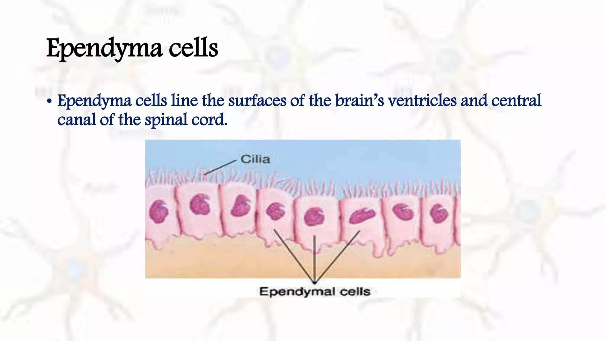 Cells of the Nervous System- Glial cells I Macroglia and Microglia I ...