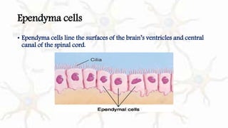 Cells of the Nervous System- Glial cells I Macroglia and Microglia I ...