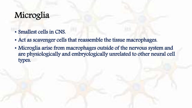 Cells of the Nervous System- Glial cells I Macroglia and Microglia I ...