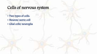 Cells of the Nervous System- Glial cells I Macroglia and Microglia I ...