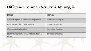 Cells of the Nervous System- Glial cells I Macroglia and Microglia I ...