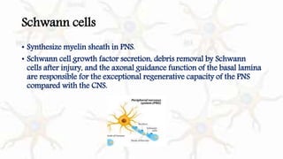 Cells of the Nervous System- Glial cells I Macroglia and Microglia I ...