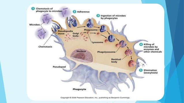 Cellular defences | PPTX