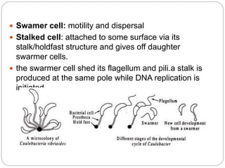Cellular differentiation | PPTX