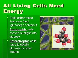 Cellular energy needs | PPT
