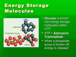 Cellular energy needs | PPT