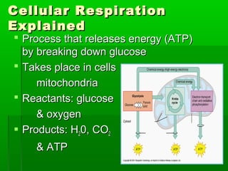 Cellular energy needs | PPT