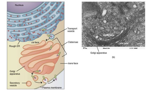 Cellular housekeeping | PPTX | Chemistry | Science