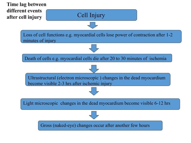Cellular injury - intoductory pathology to disease | PPT