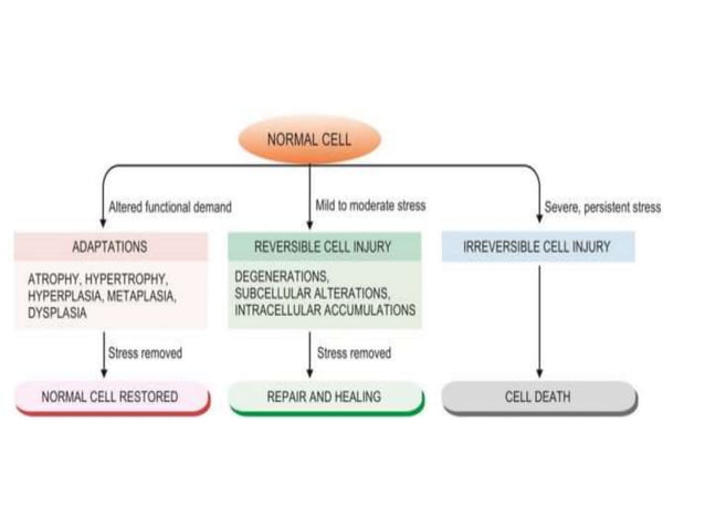Cellular Injury and cellular adaptations | PPTX | Chemistry | Science